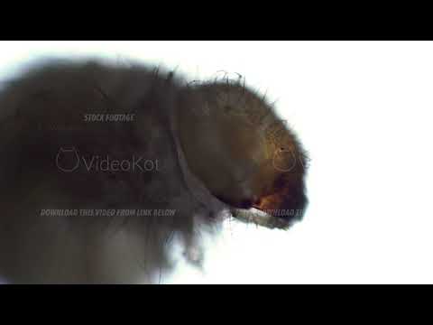 Large larva of a domestic parasite The Stegobium paniceum in focus.