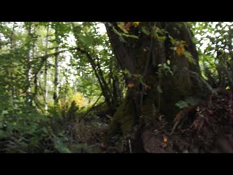 Walking the woods Beaver Creek Oregon