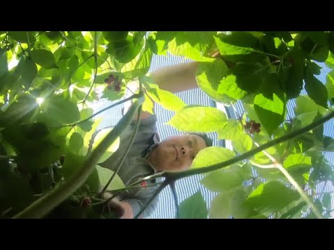 Road to November: Wisconsin ginseng farmer shares biggest concerns ahead of Election Day