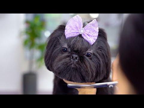 First grooming of a beautiful shih tzu with black hair!✂️❤️🐶 So beautiful!!
