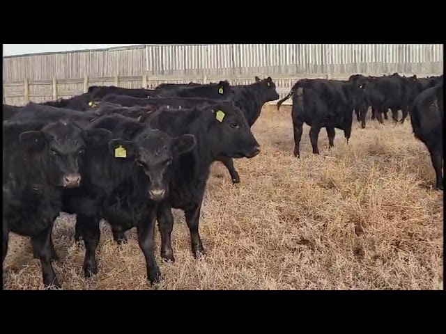 Black Angus One Iron Bred Heifers! | Livestock | Owen Sound | Kijiji