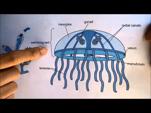 life cycle of Obelia