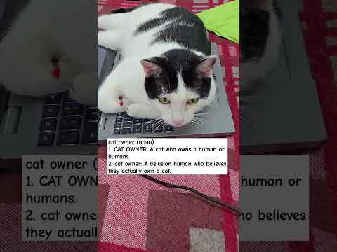 The proper definition of cat owner #catshorts #catlover #cutecat #workingcat #catfluencer #trending