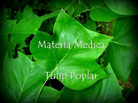 Materia Medica Tulip Poplar 19
