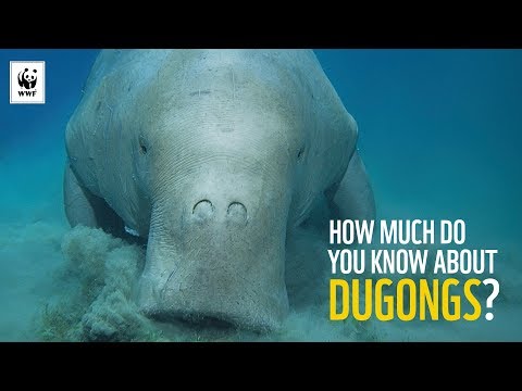 7 Facts About Dugongs | WWF-Australia