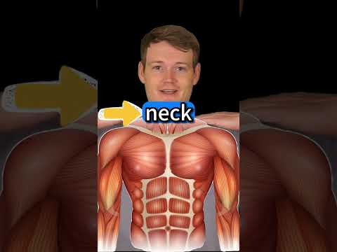 Where is your TORSO?