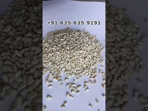 Safflower Seeds - Wholesale Price & Mandi Rate for Kusum Beej in India