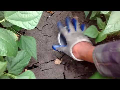 Northern North Dakota Soil Electrical Conductivity Experiment (Sampling – 2) – Close View