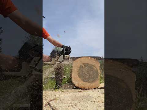 661 vs 660 test cuts. #mitchzenobitrees #shorts #stihl #chainsaw #ms661 #ms660 #logger #lumberjack