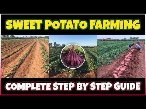 Sweet Potato Farming | How to grow Sweet Potato at Home | Sweet Potato Cultivation
