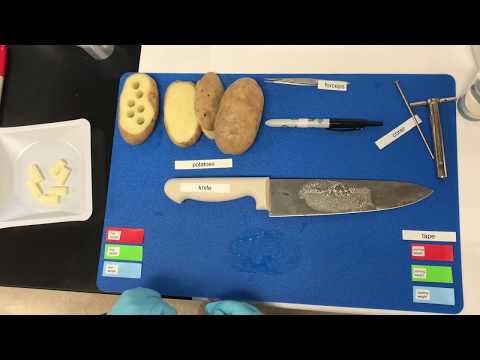 CCC Online Biology Lab Resources - Osmosis Experiment with Potato Setup and Results