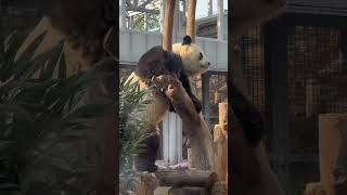 Menglan sometimes gets tired, but after taking a minute off, it continues to play, hahahaha.