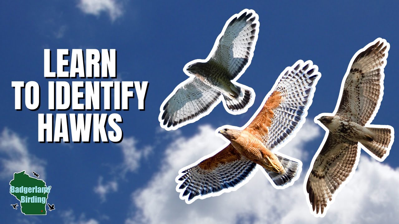 Hawk Identification Made Easy!