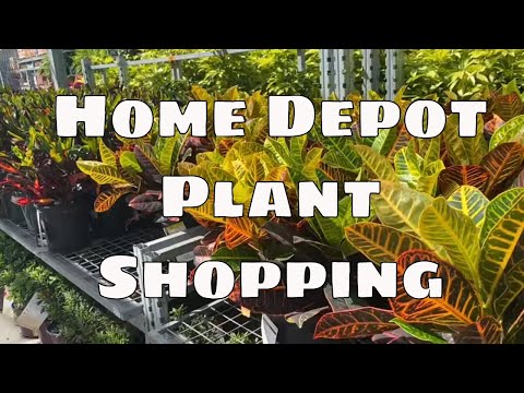 Home Depot Big Box Plant Shopping Houseplants Garden Tropical Indoor Outdoor Plants