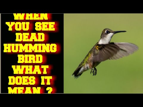 WHEN YOU SEE A DEAD HUMMINGBIRD WHAT DOES IT MEAN ?