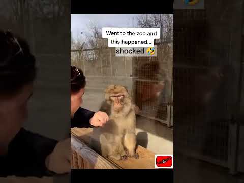 Monkey shocked 🫨🤯 ❤️