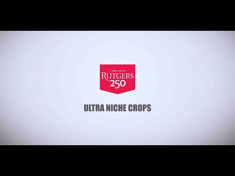 Rutgers Ultra Niche Crops | Asparagus | Live Stream