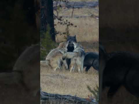 Alpha Wolf Summons the Pack