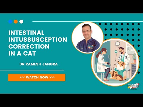 Intussusception Correction In A Cat With Dr Ramesh | Cessna Lifeline Veterinary Hospital