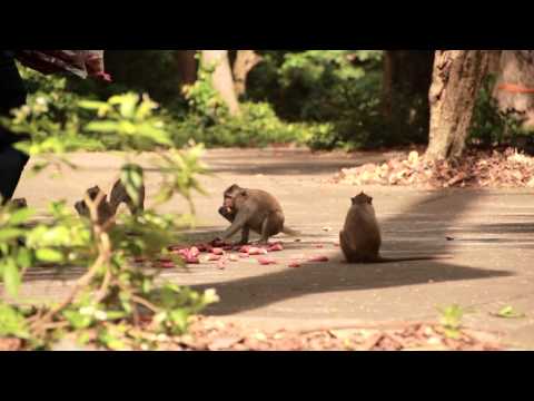 A Day in Don Chao Poo Forest, Phana | Thai Monkey Forest