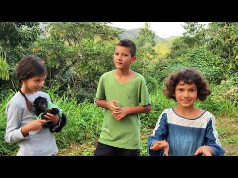 Endangered animals of the Amazon rainforest