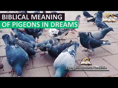 Biblical Meaning of PIGEONS in Dream - Find Out The Spiritual Meaning Of This Bird