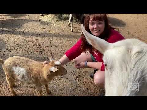 Virtual Petting Zoo Tour