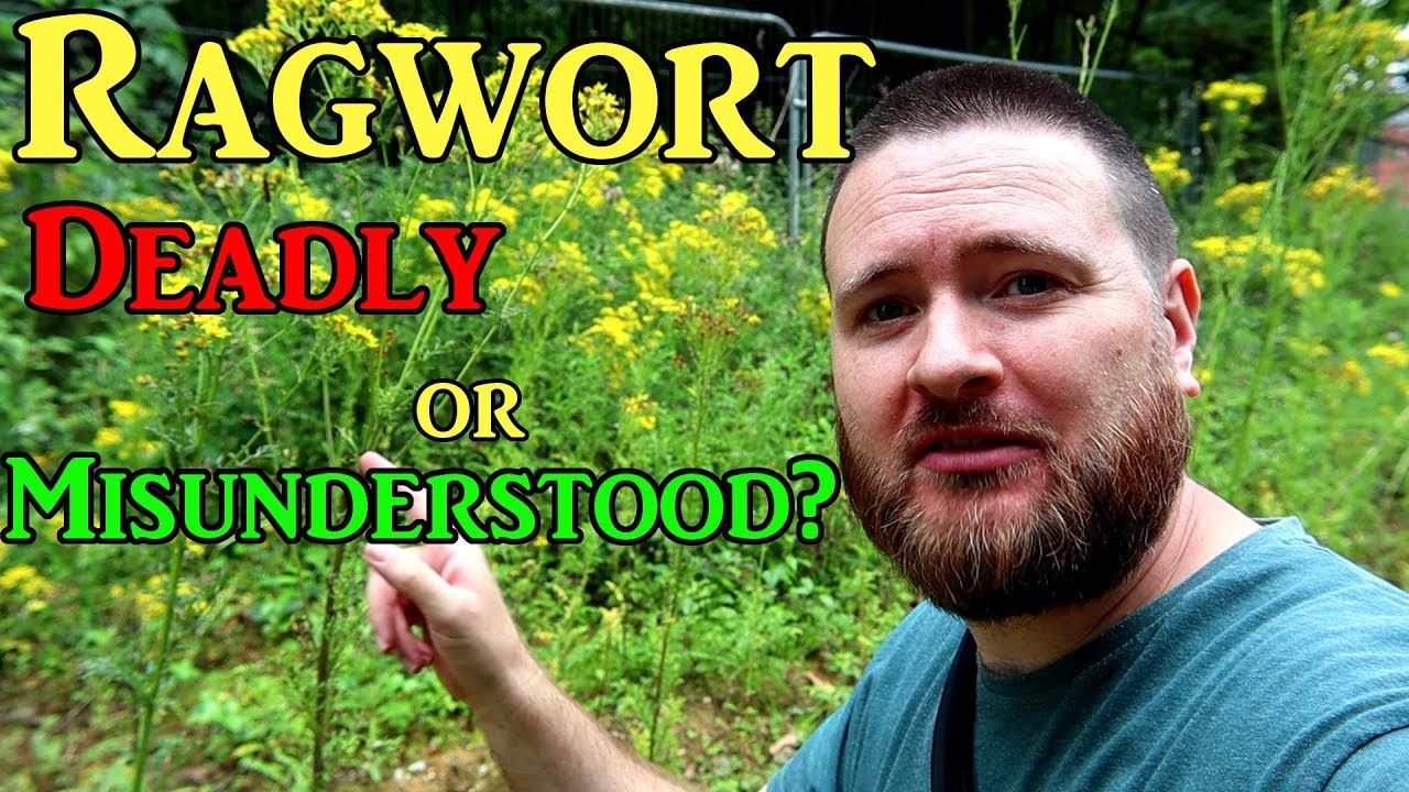 Ragwort - Deadly or Misunderstood?