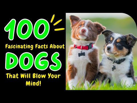 100 Fascinating Facts About Dogs That Will Blow Your Mind!