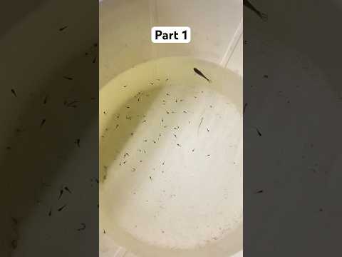Loaded Guppy Gave Birth to 50!