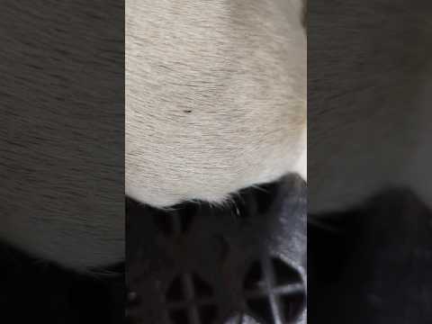 Them fleas just trying survive in this economy too. #dogbath #dog #flea #tutorial #doggroomer