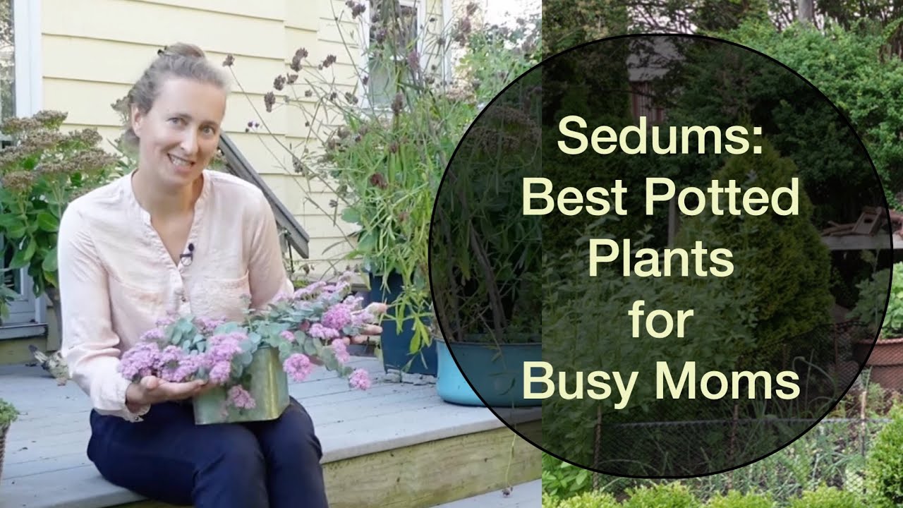 Sedums - Best Potted Plants for Busy Moms