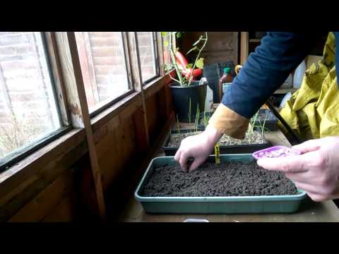 Garlic Growing - Planting Bulbils