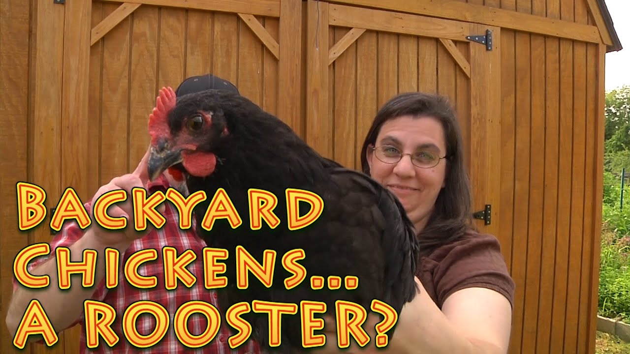 Backyard Chickens Getting Started With A Rooster