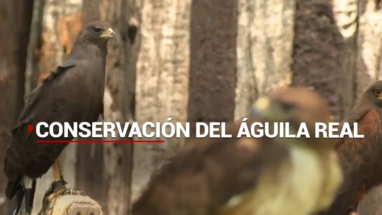 #ZonaVerde | ¡Conoce al ÁGUILA REAL, el ave más majestuosa de México!