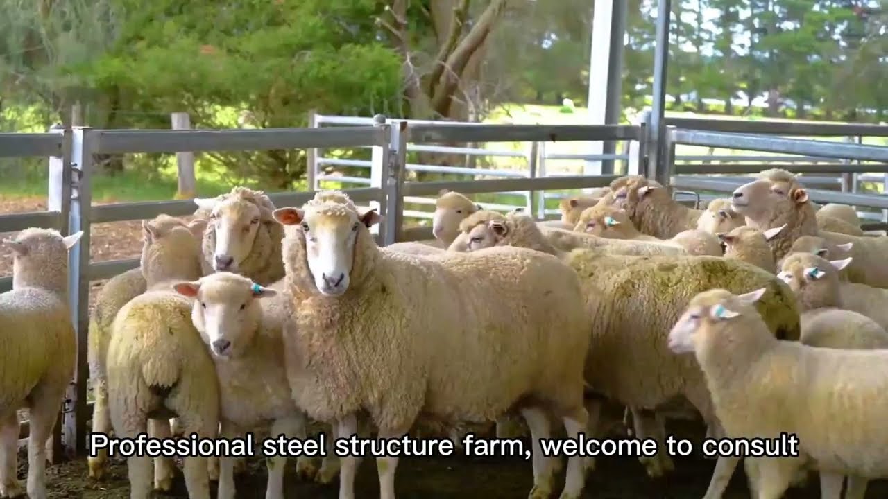 steel structure sheep shed丨Sunrise Group