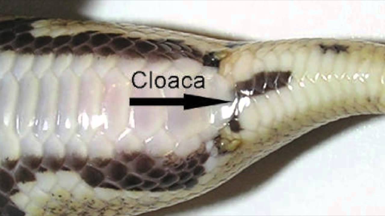 Reptiles: Anatomia y fisiología