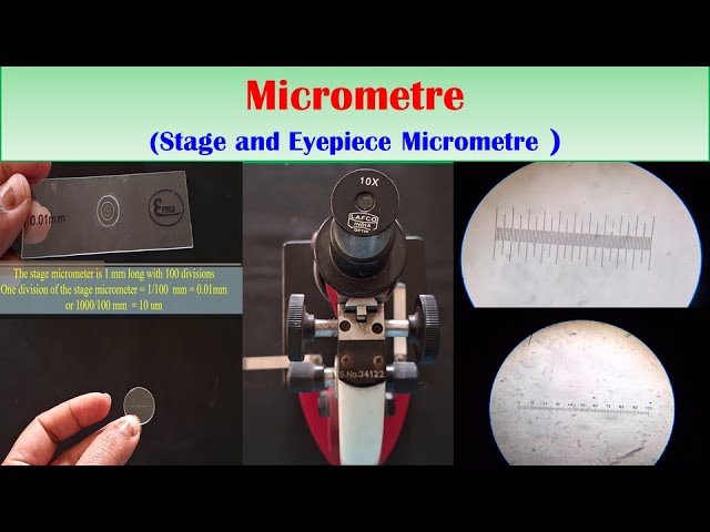 Trinocular Microscope - Vertical Laminar Airflow Cabinet Trader ...