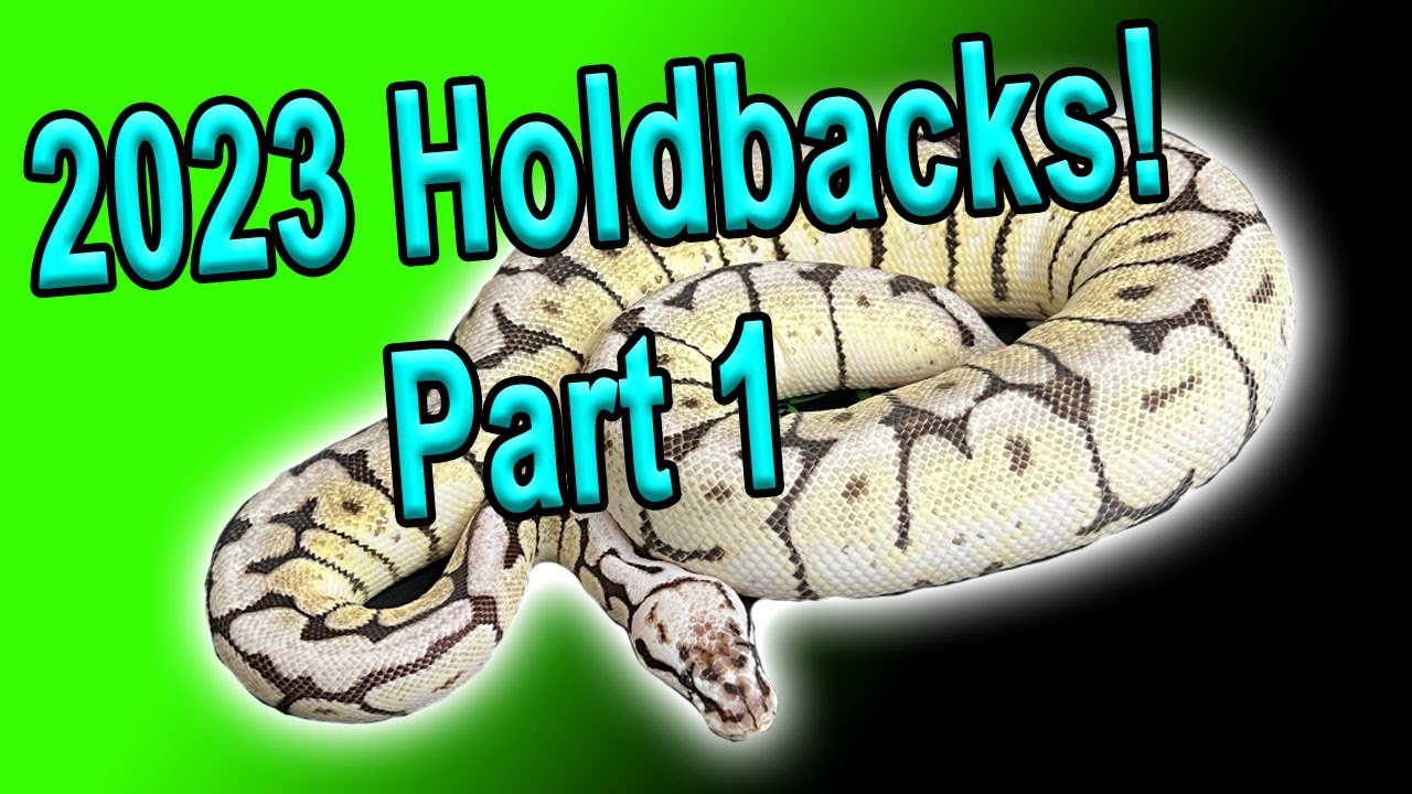 2023 Ball Python & Carpet Python Holdbacks Part 1