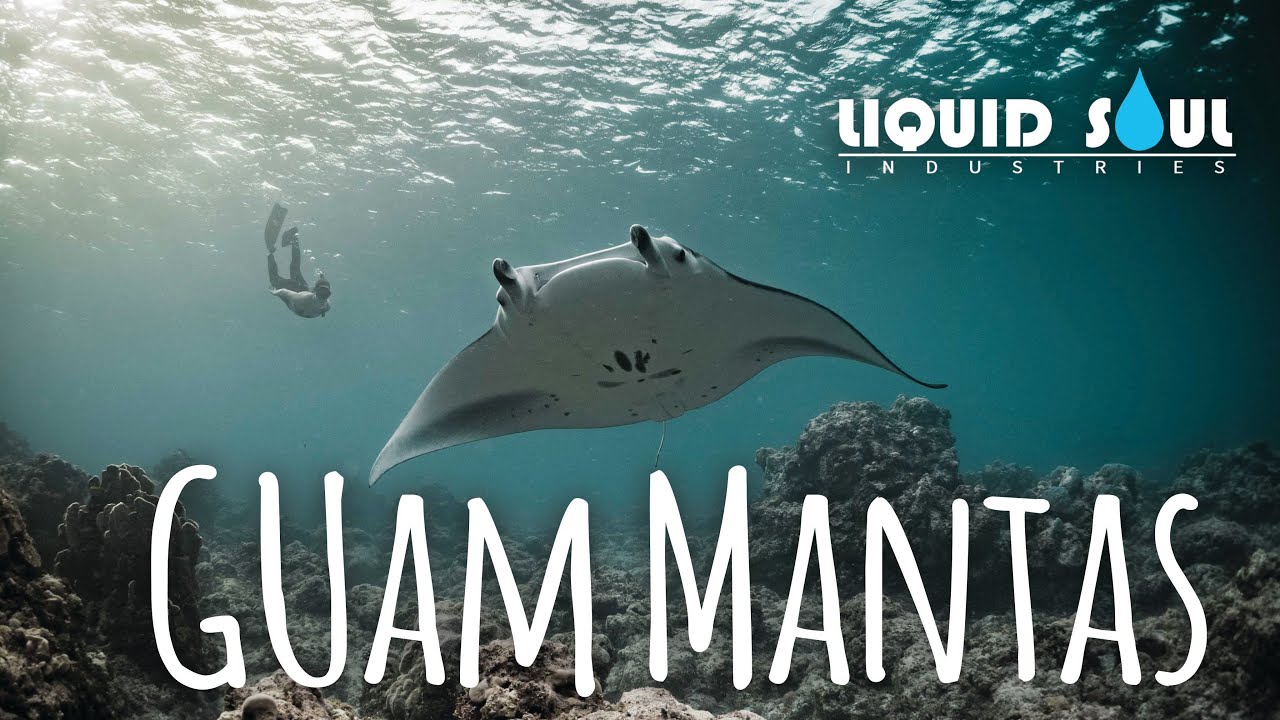 Guam Manta Rays | Guam | Liquid Soul Industries