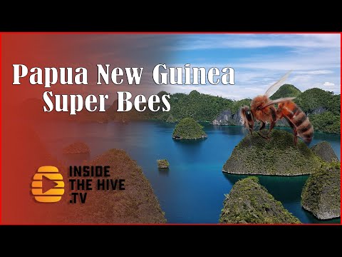 Honey Bee survival stock lesson - Is DWV the enemy of Apis mellifera?