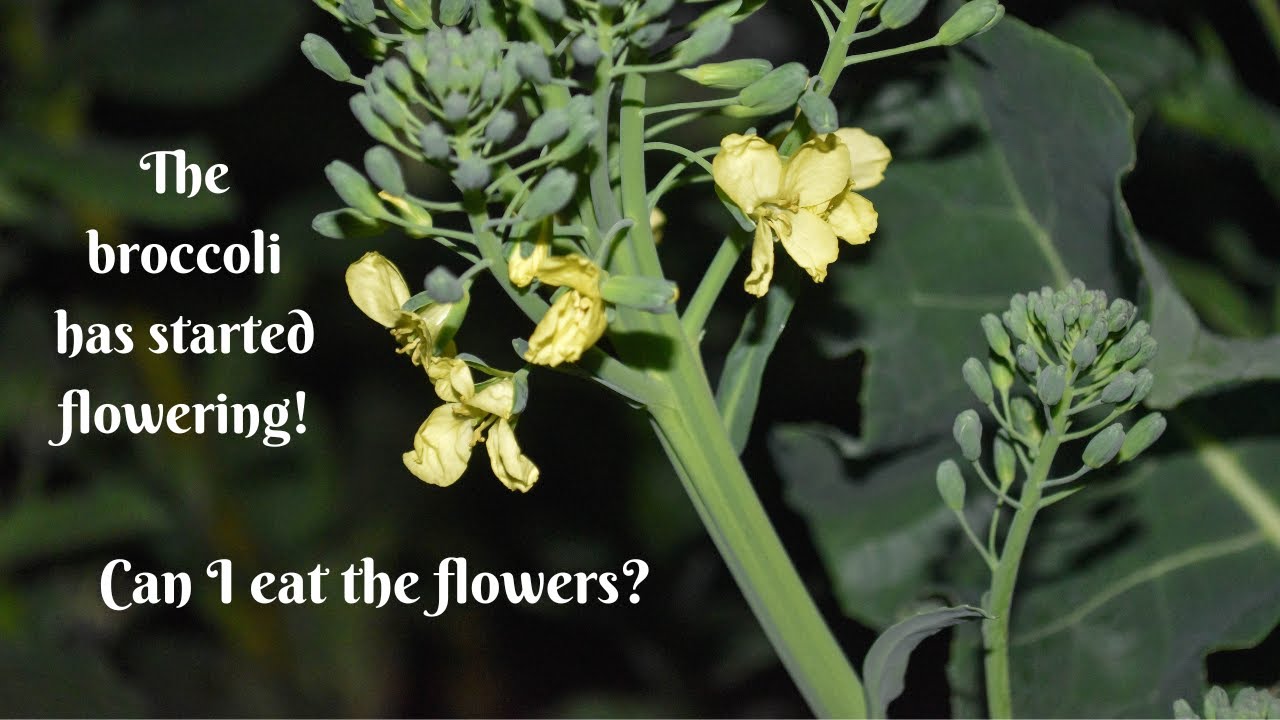 The broccoli is flowering. What can I do with it?