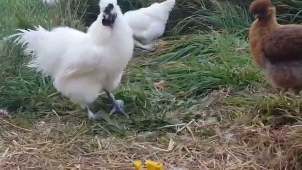 Our 4 legged chicken