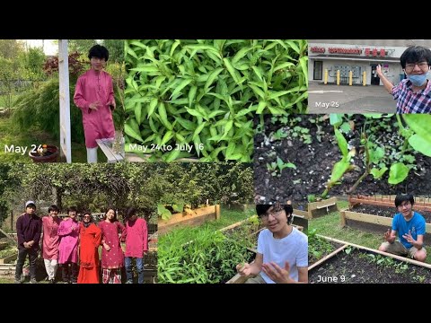 Rau Răm Kesum: How To Plant & Grow Vietnamese Coriander From Propagation To Harvest | Gardening Ep25