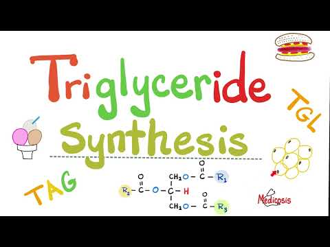 Triglycerides Synthesis - Lipogenesis - TAG - Lipid (fat) Metabolism - Biochemistry