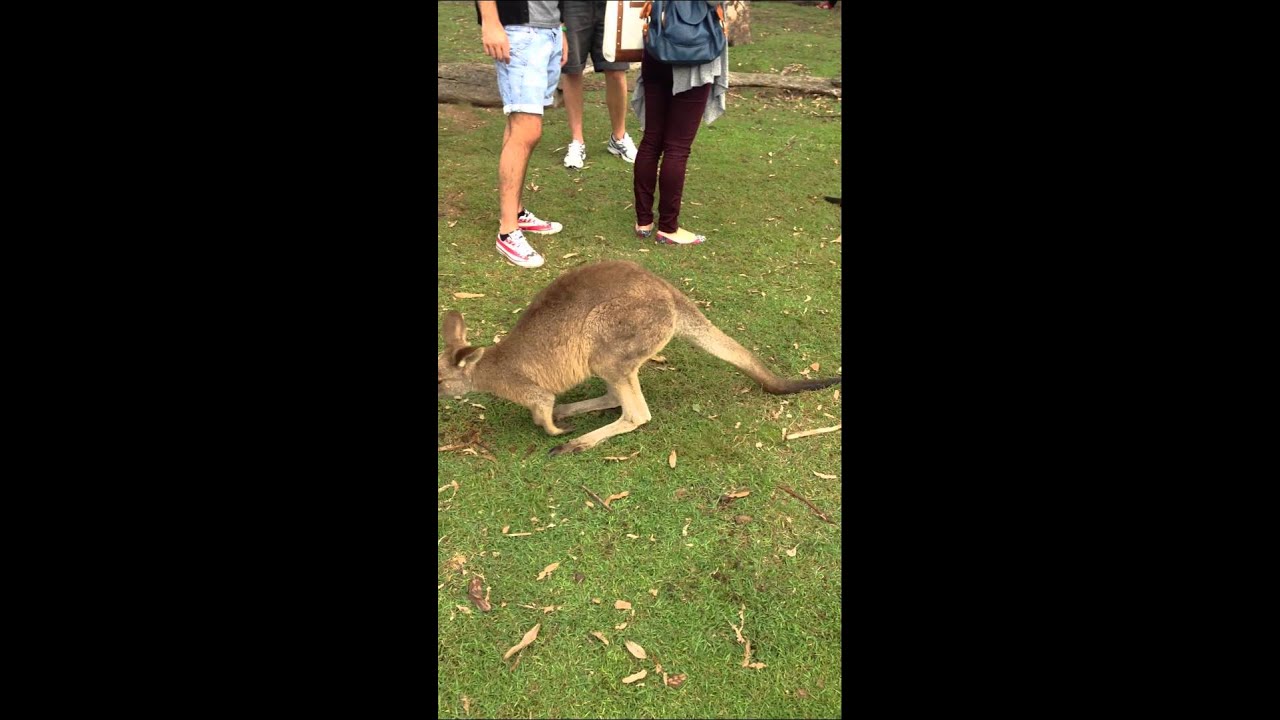 Kangaroo Walking