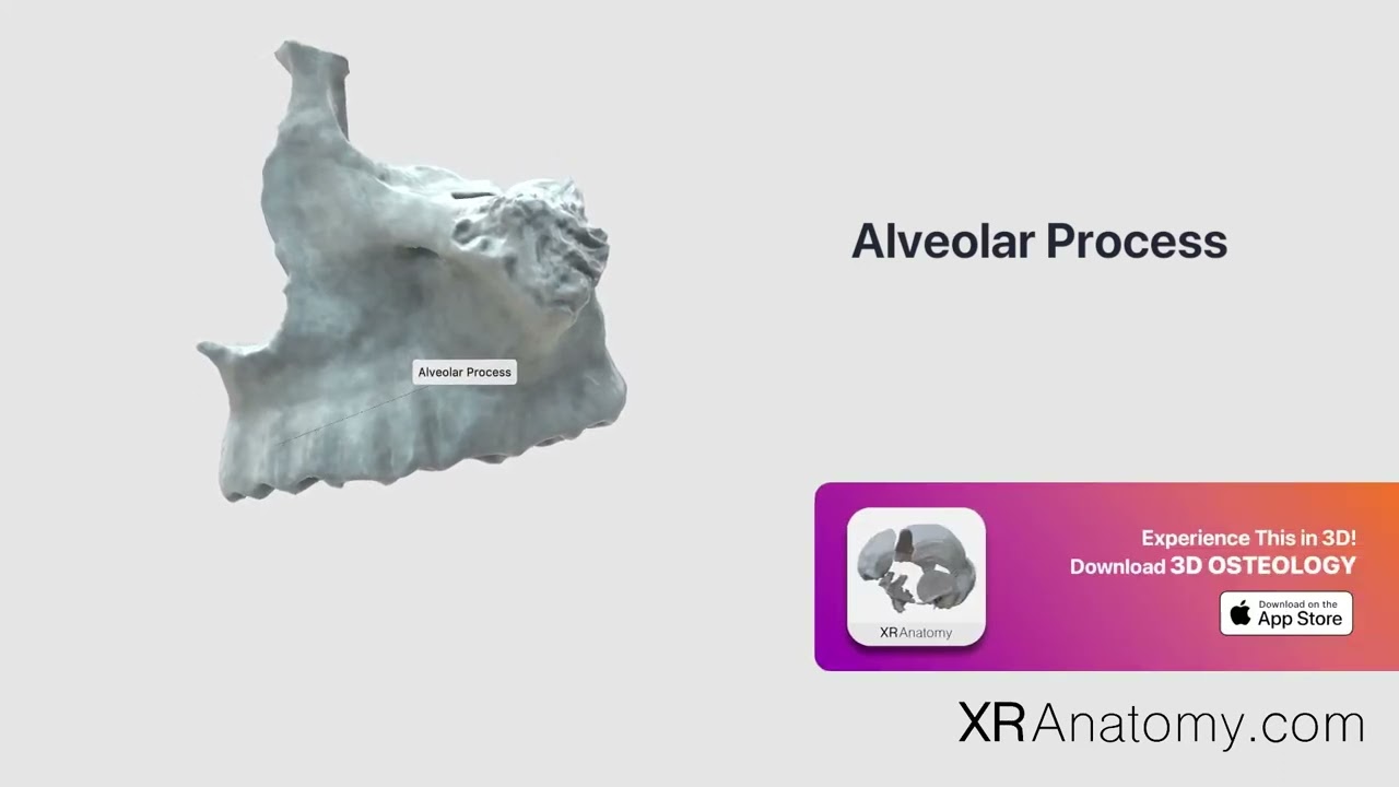 Alveolar Process of Maxilla