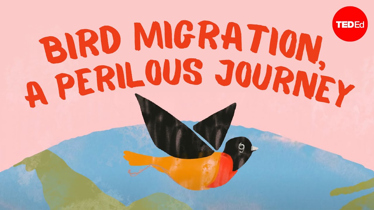 Bird migration, a perilous journey - Alyssa Klavans