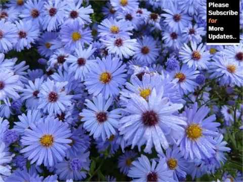 Blue Asters Flowers Beautiful Pictures Romance