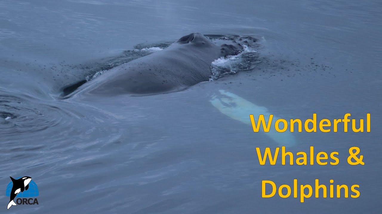 ORCA Lesson 5: Incredible Journeys Part 2